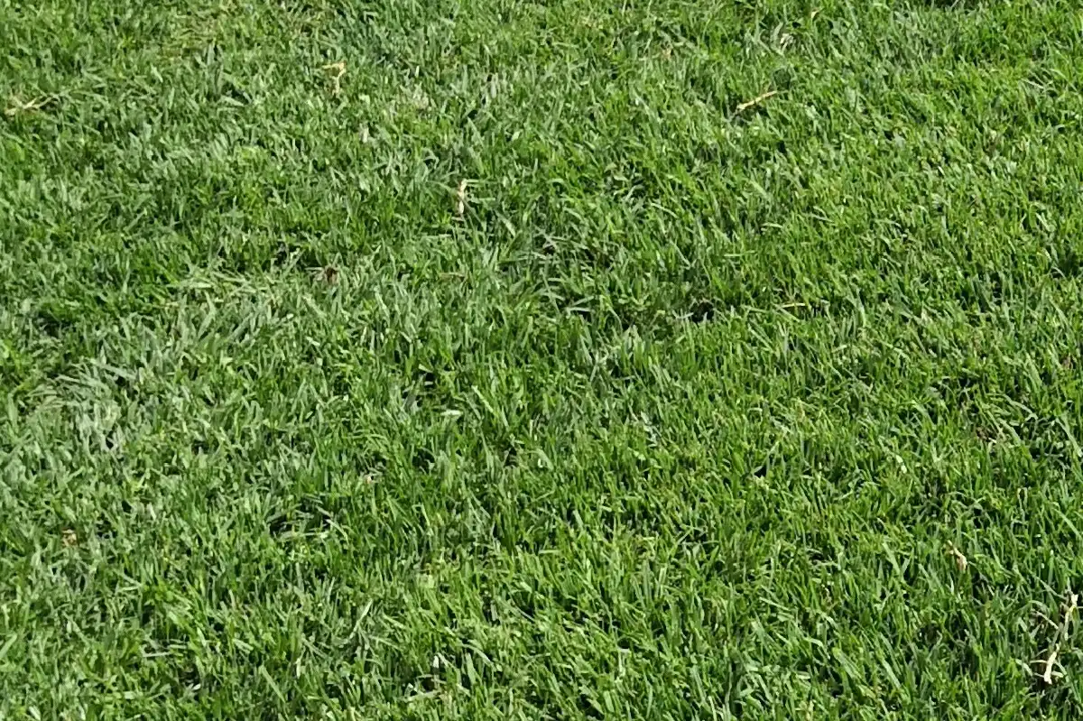 Buy Instant Grass For Sale From R32/m² - Save Up To 40% Now!